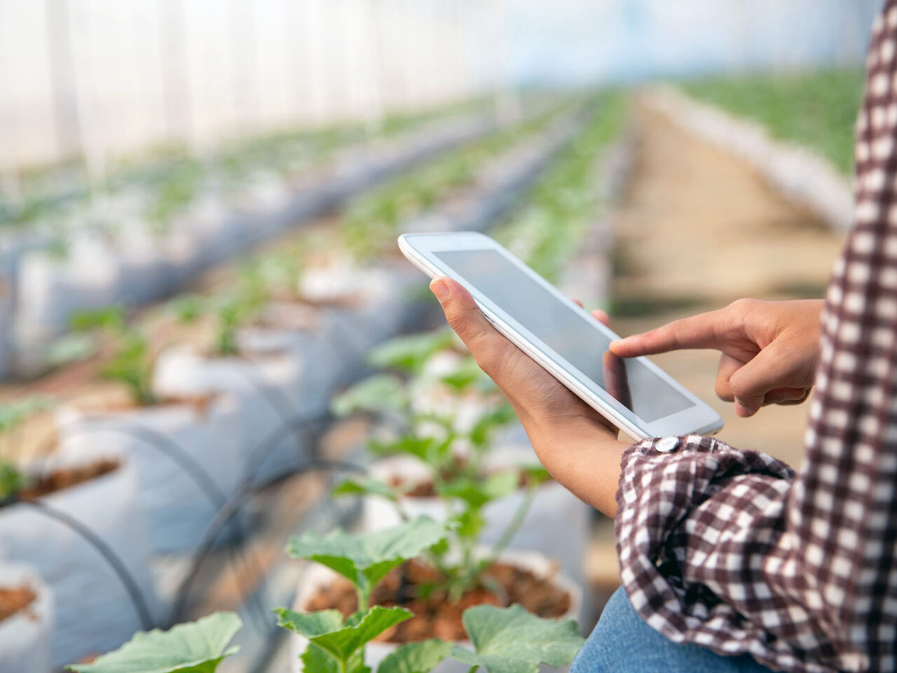 AGRO+ | Transformación digital e Innovación para la agroindustria.